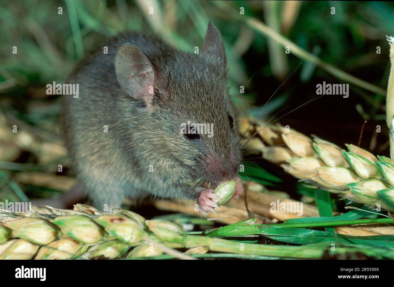 House Mouse (Mus musculus) eating grain, Germany Stock Photo - Alamy