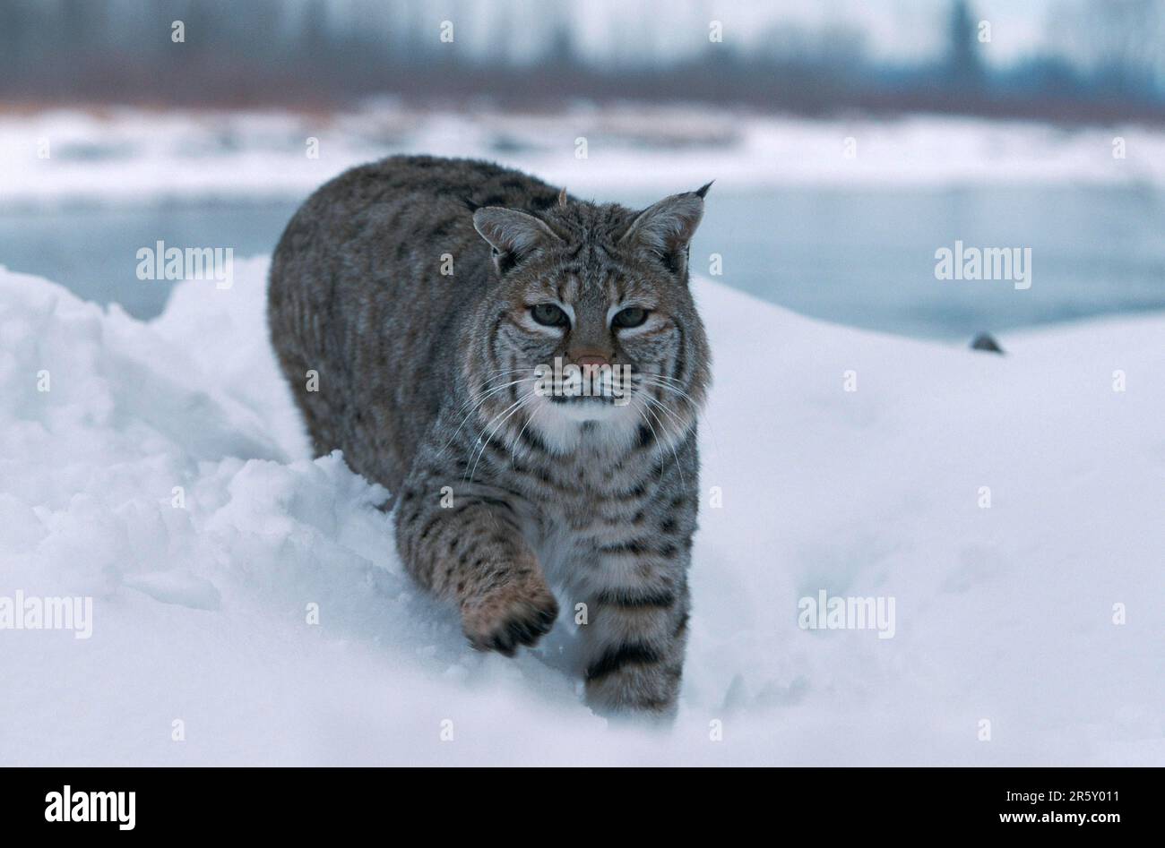 Bobcat (Lynx rufus Stock Photo - Alamy
