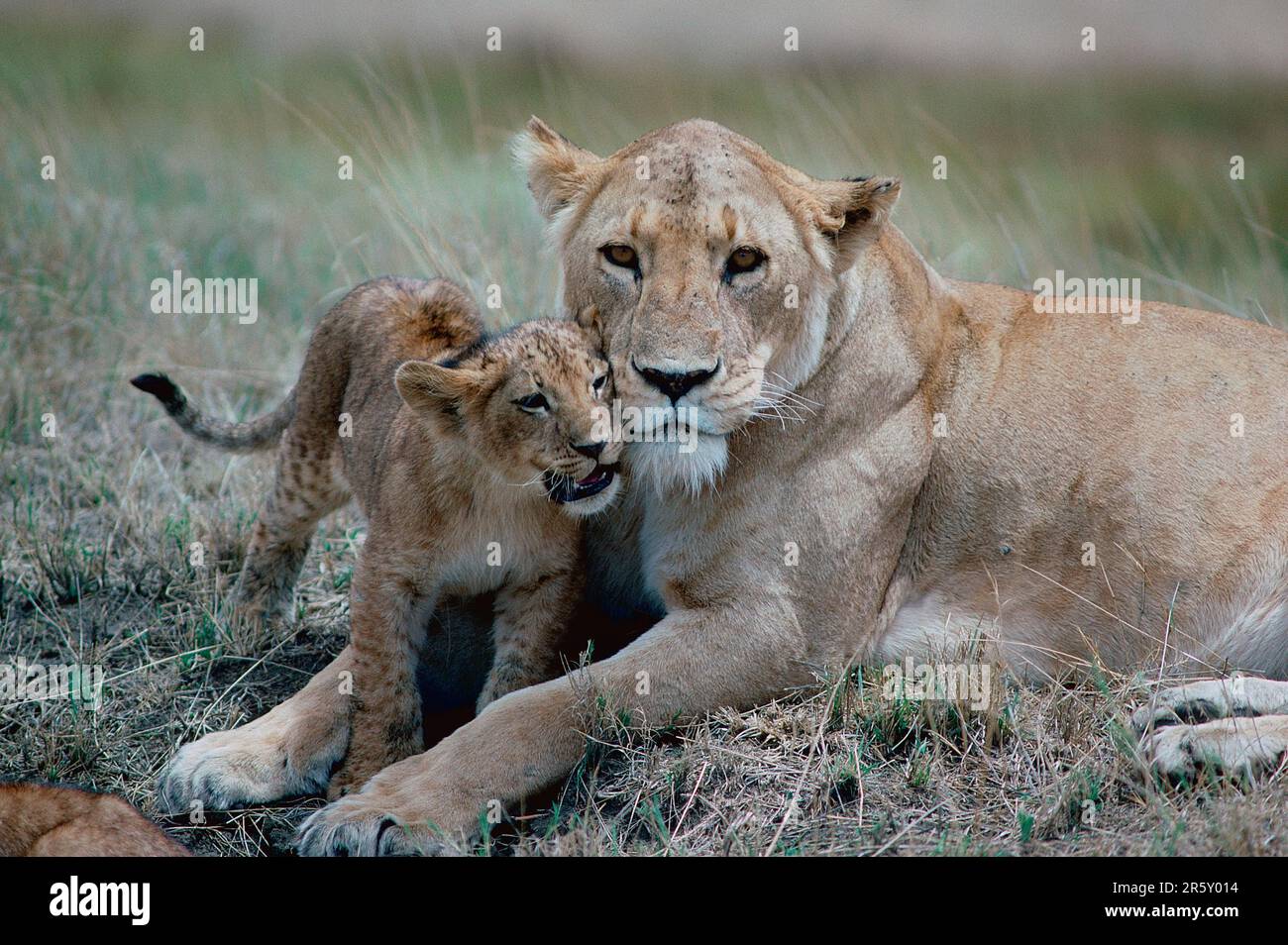 Lioness (Panthera leo) with cub, Ngorongoro, Tanzania Stock Photo - Alamy