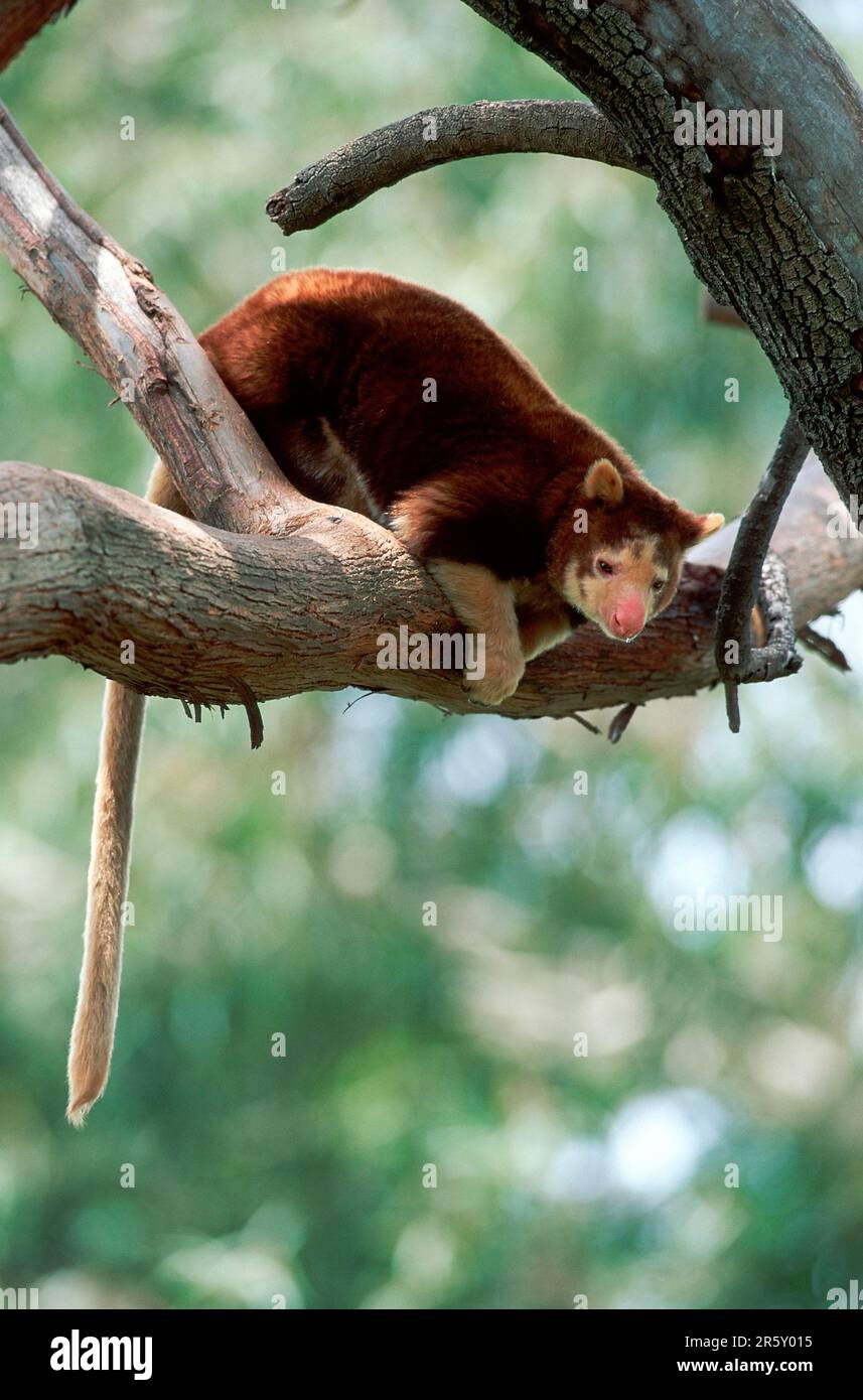 Matschie’s tree hi-res stock photography and images - Alamy