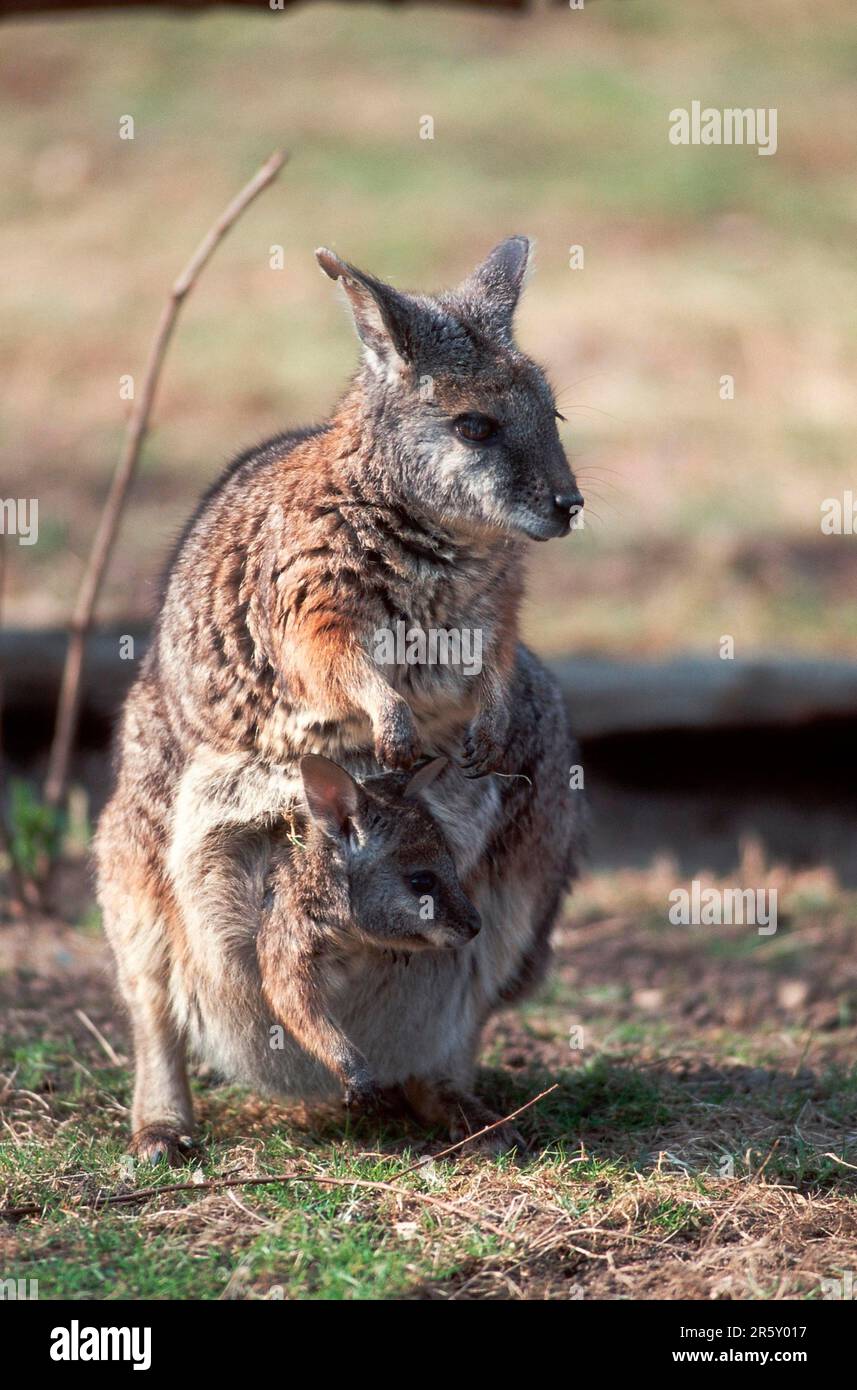 Tammar Wallay, female with joey (Wallabia eugenii Stock Photo - Alamy
