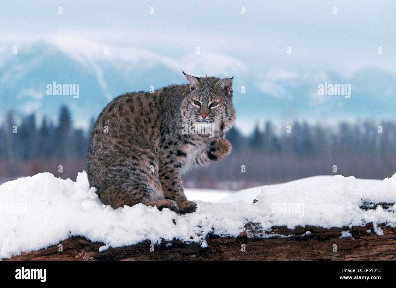 Bobcat (Lynx rufus Stock Photo - Alamy