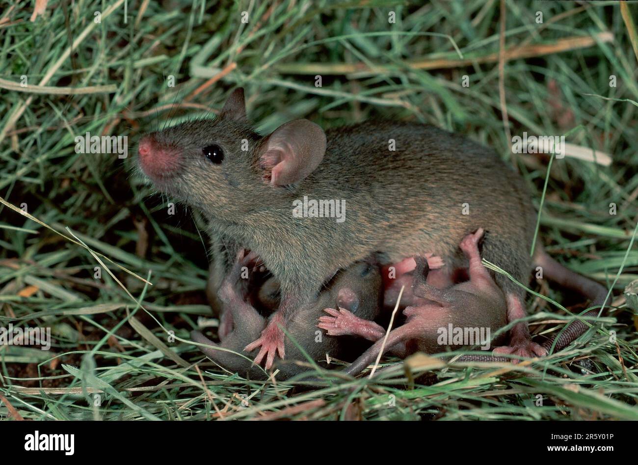 Mus musculus male female hi-res stock photography and images - Alamy