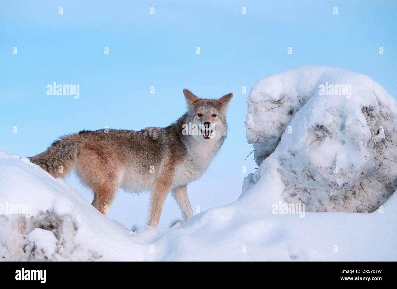 Coyote side hi-res stock photography and images - Alamy