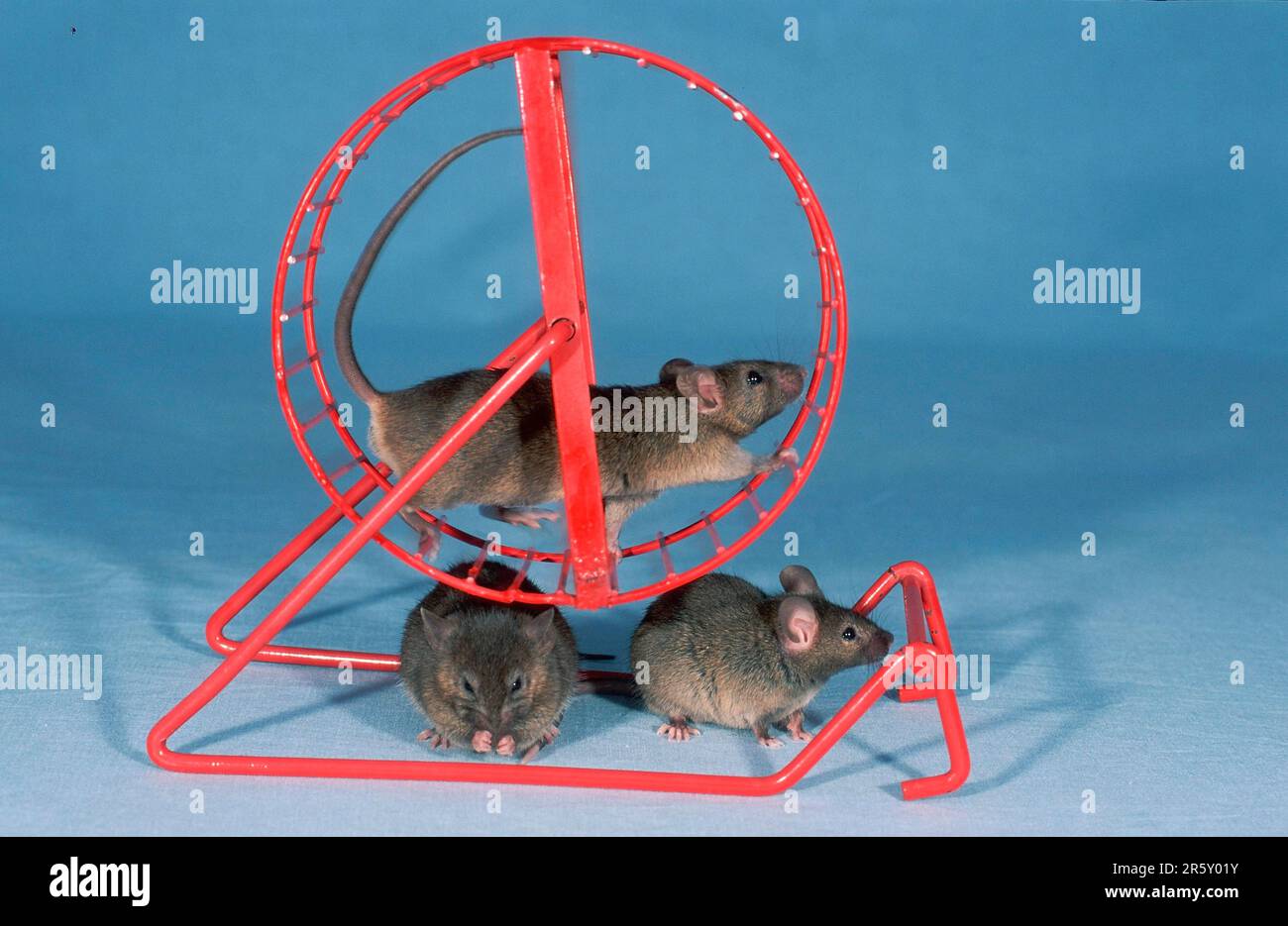 House mice (Mus musculus) in the wheel Stock Photo - Alamy