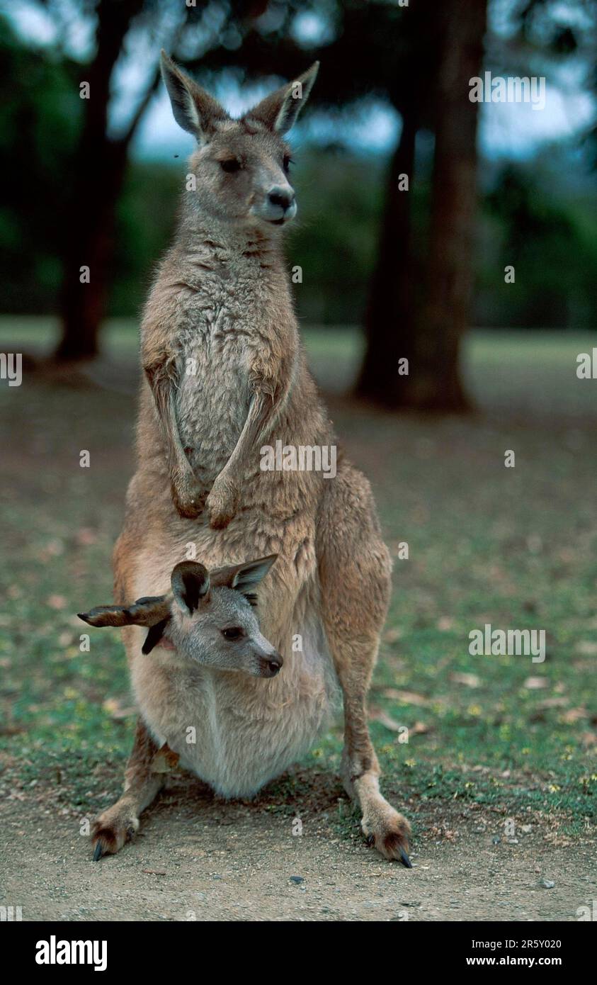 Western Gray Kangaroo (Macropus fuliginosus), female with joey Stock ...