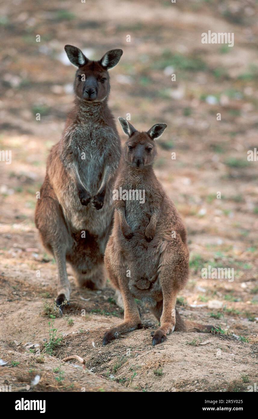 Kangaroo island grey kangaroo (Macropus fuliginosus fuliginosus Stock ...