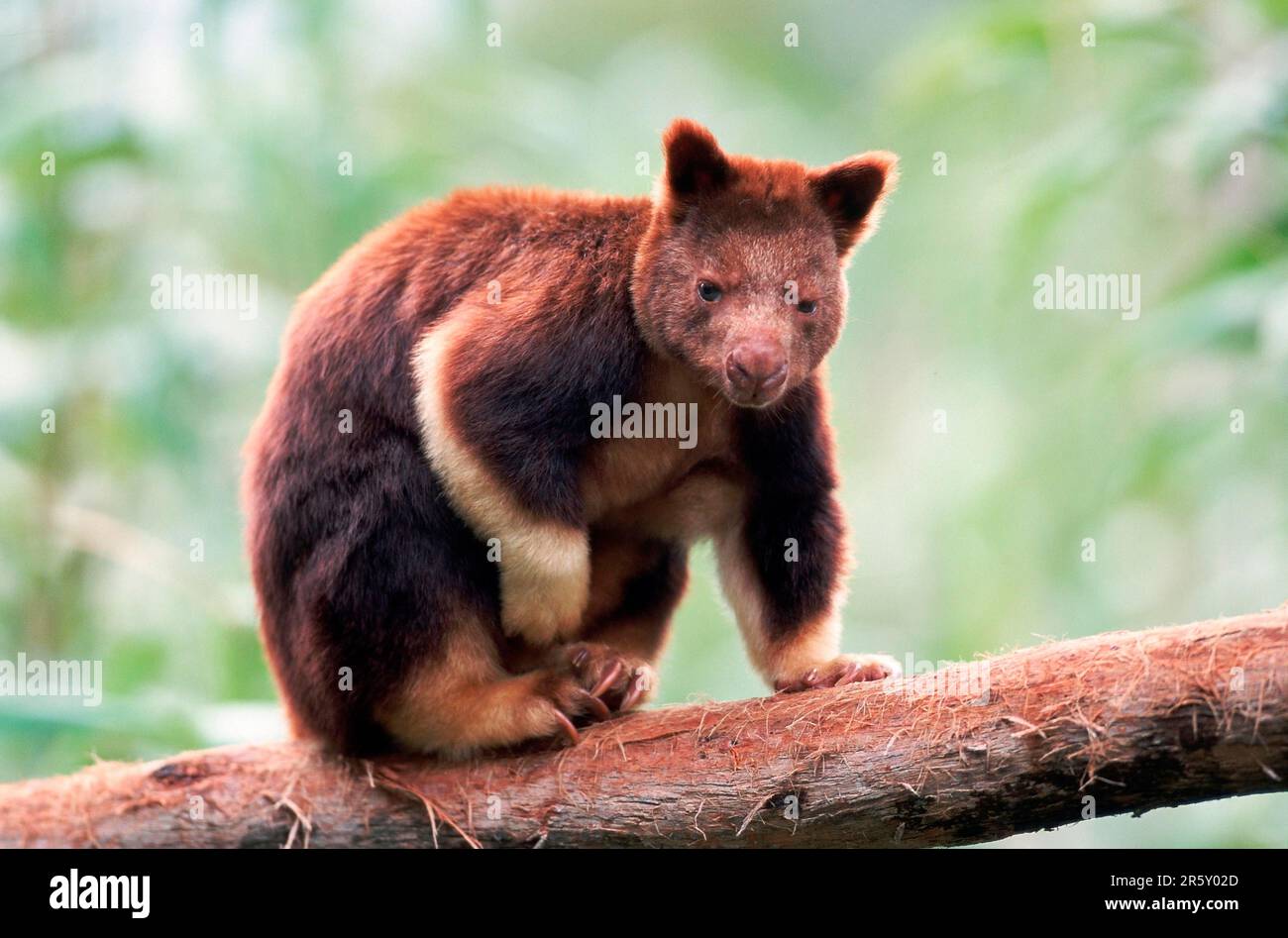 Goodfellow's Tree Kangaroo (Dendrolagus goodfellowi buergersi Stock ...