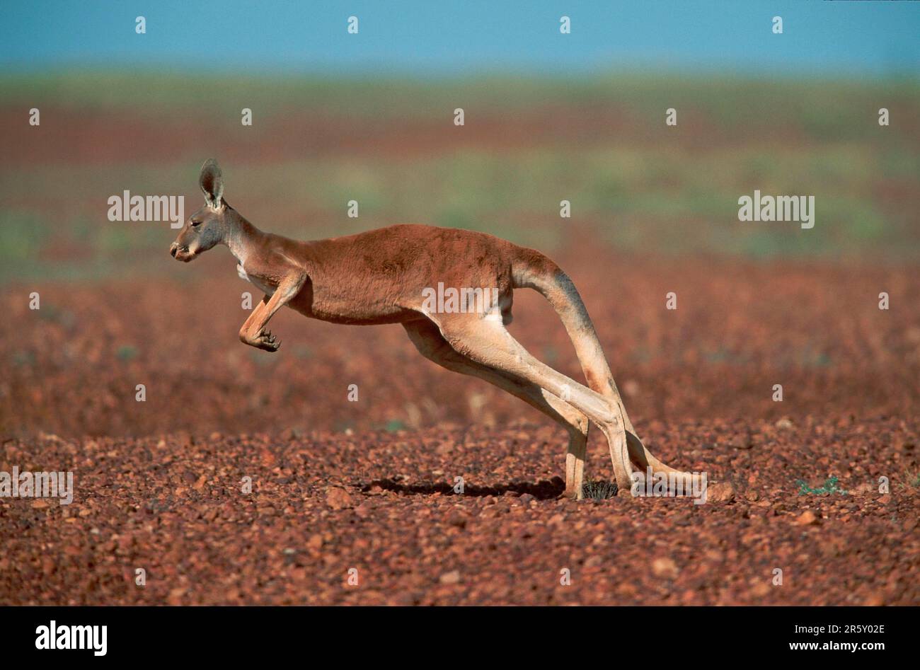 Red red kangaroo (Macropus rufus), Stuart National Park, Page ...