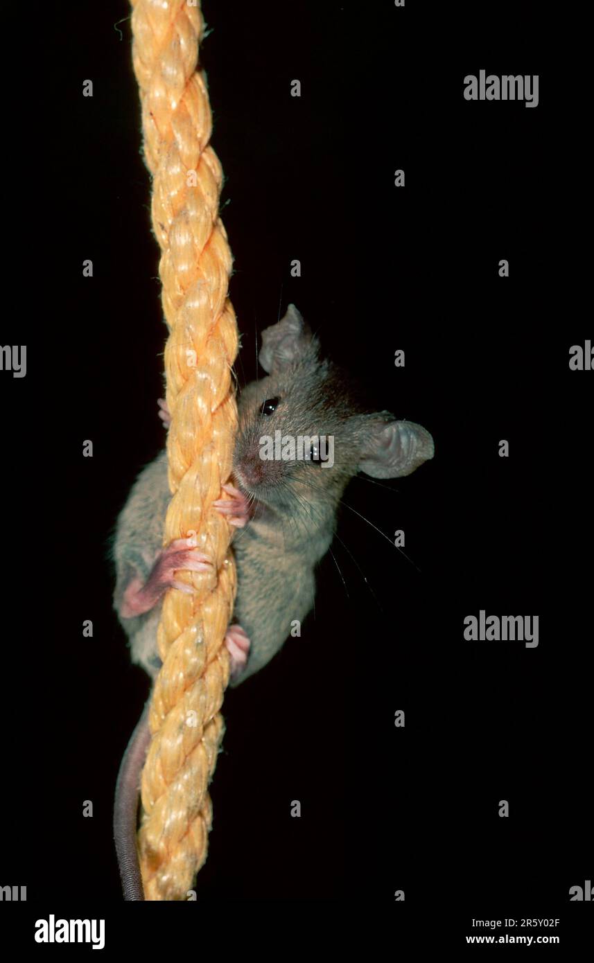 House mouse (Mus musculus), Germany Stock Photo - Alamy