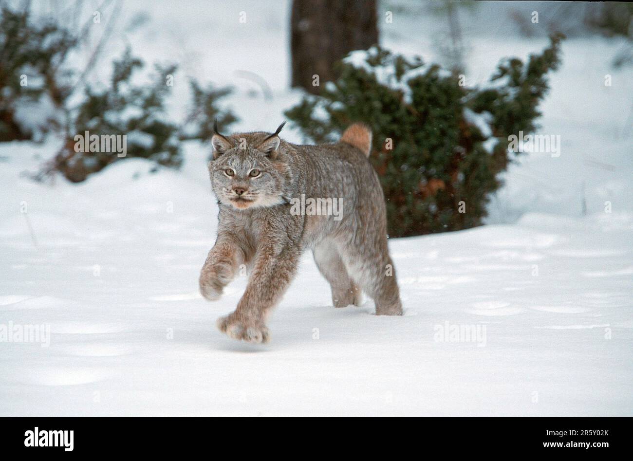 Canadian lynx (Lynx lynx canadensis) (Felis lynx canadensis Stock Photo ...