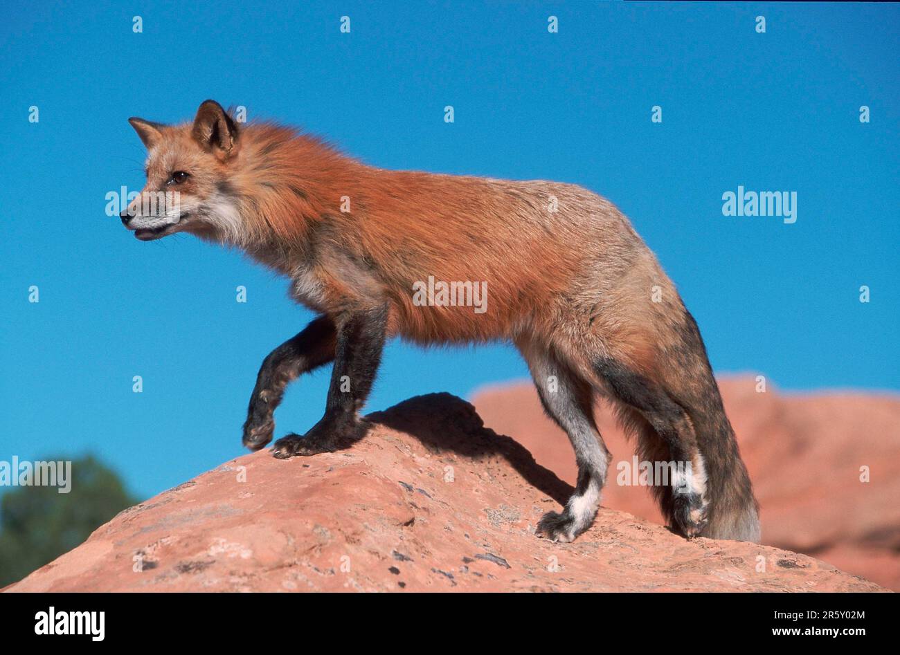 Fox side view animal hi-res stock photography and images - Alamy