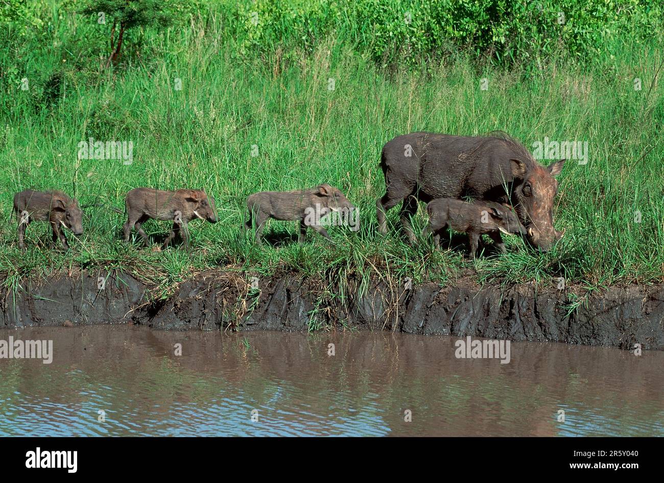 Wart Hogs, female with youngs, Hluhluwe national park, South Africa ...