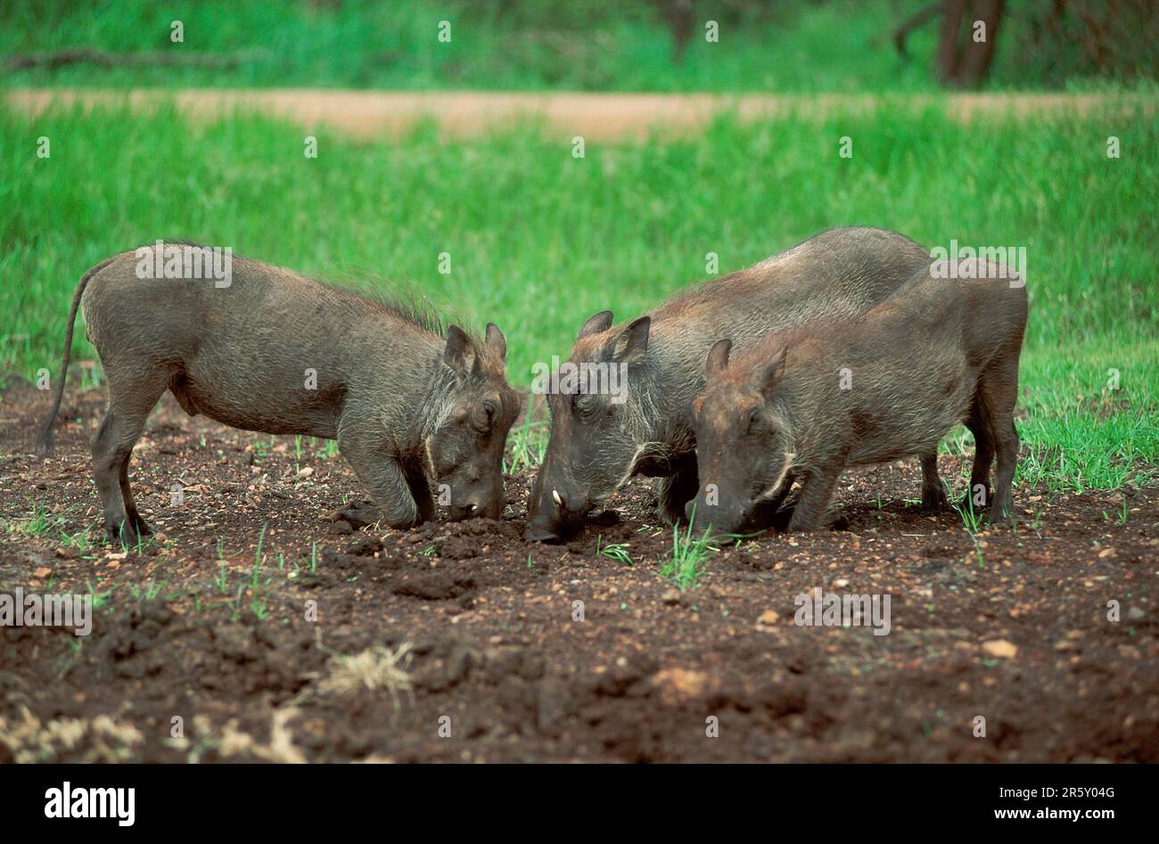 Desert warthog (Phacochoerus aethiopicus), Hluhluwe National Park ...