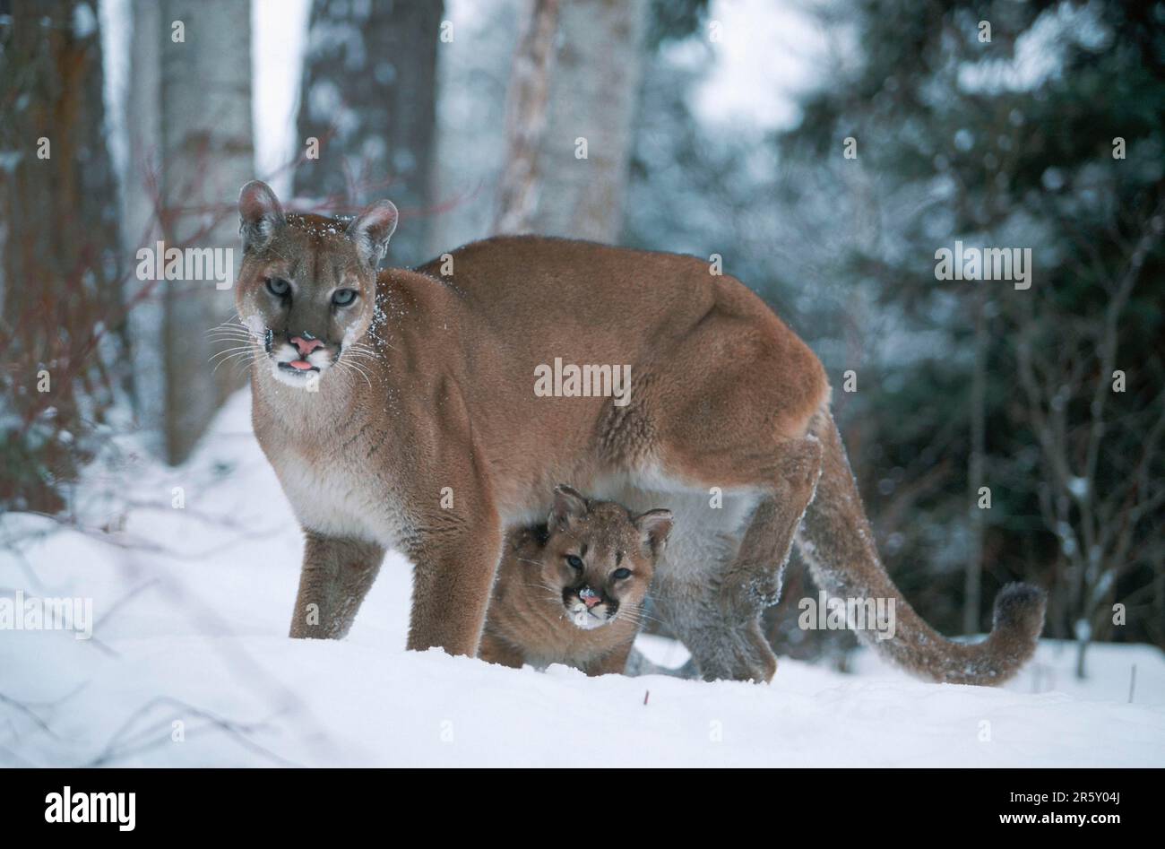 Cougar, female with cub (Felis concolor Stock Photo - Alamy