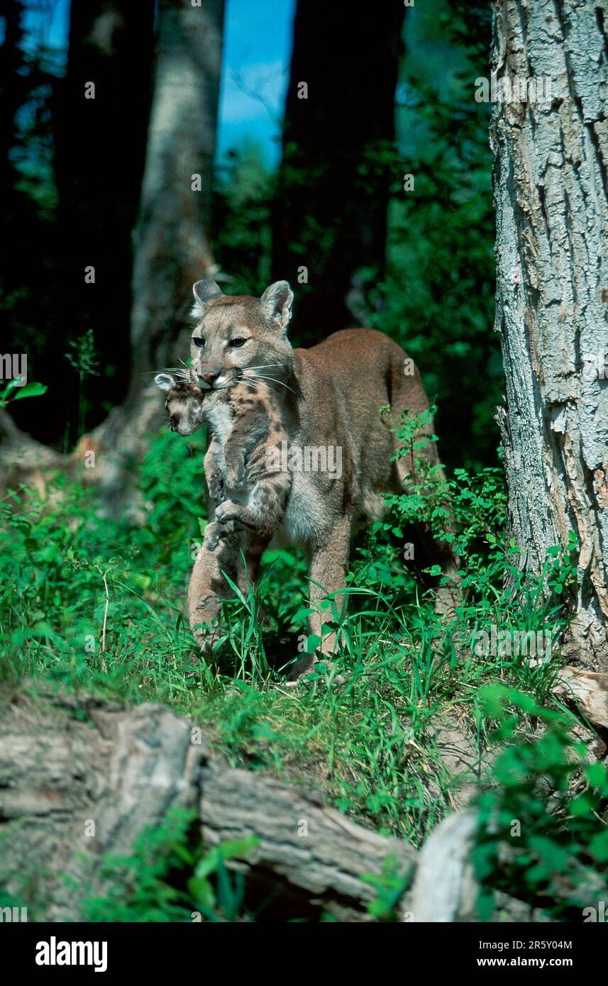 Cougar, female carrying cub (Felis concolor Stock Photo - Alamy