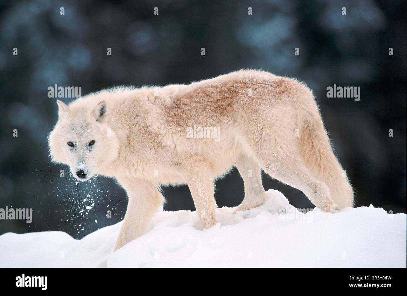 Side view of wolf hi-res stock photography and images - Alamy