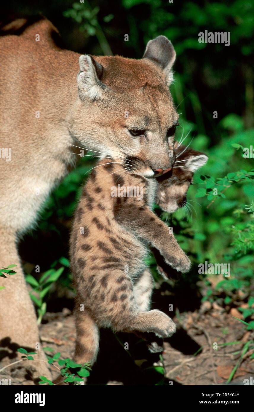 Cougar, female carrying cub (Felis concolor Stock Photo - Alamy