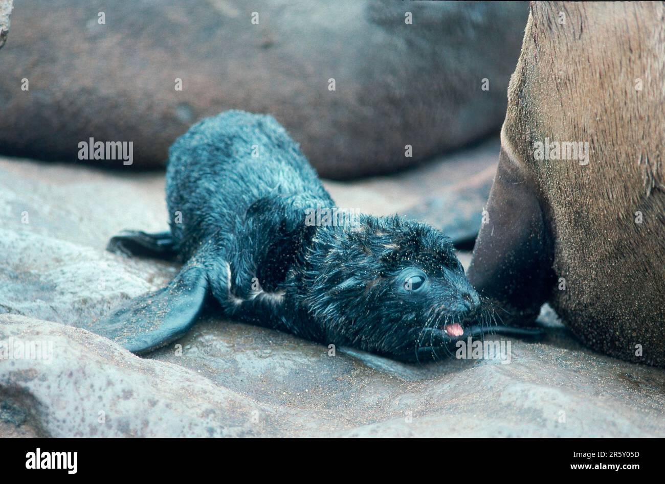 South African Fur Seal (Arctocephalus pusillus), dwarf fur seal, cape ...