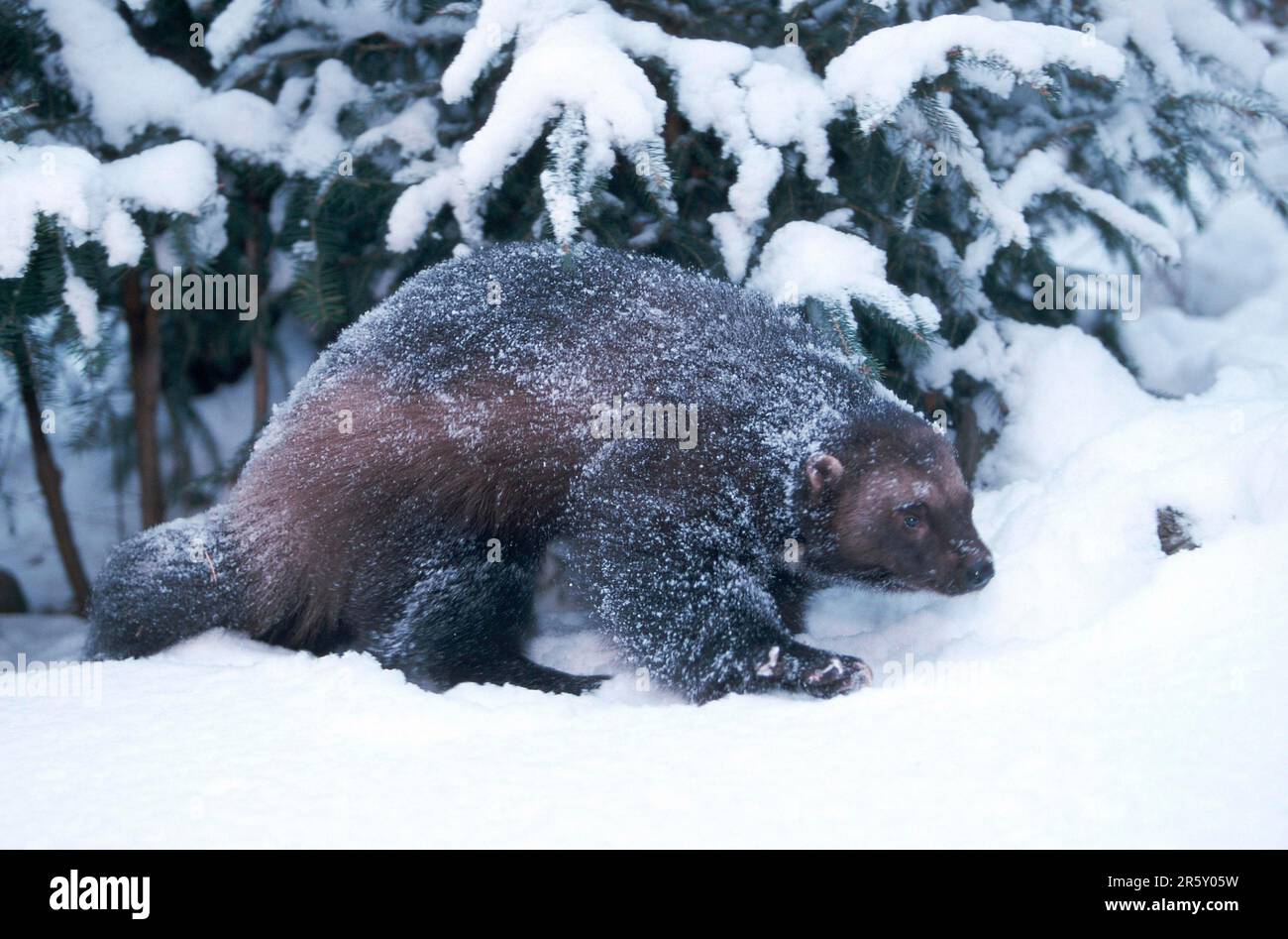 Wolverine (Gulo gulo) Page Stock Photo - Alamy
