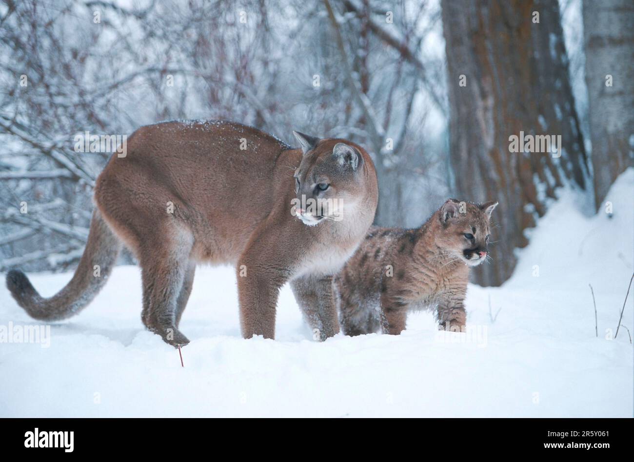 Cougar, female with cub (Felis concolor Stock Photo - Alamy