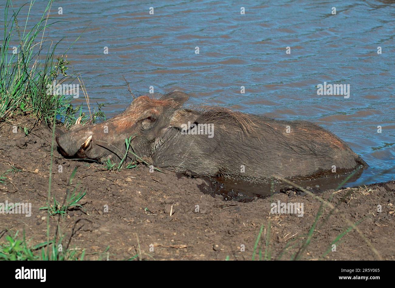 Wart Hog, Hluhluwe national park, South Africa (Phacochoerus ...
