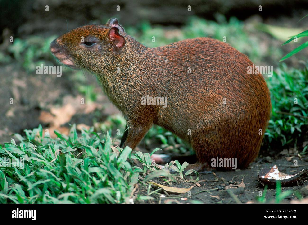 Central American Aguti (Dasyprocta punctatus), lateral view Stock Photo ...