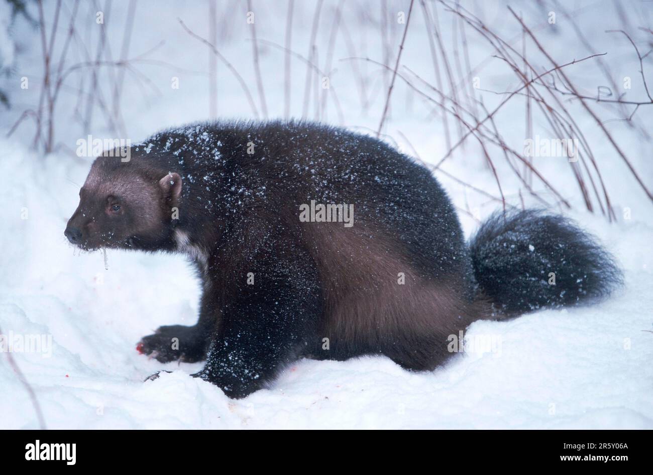 Wolverine (Gulo gulo) Page Stock Photo - Alamy