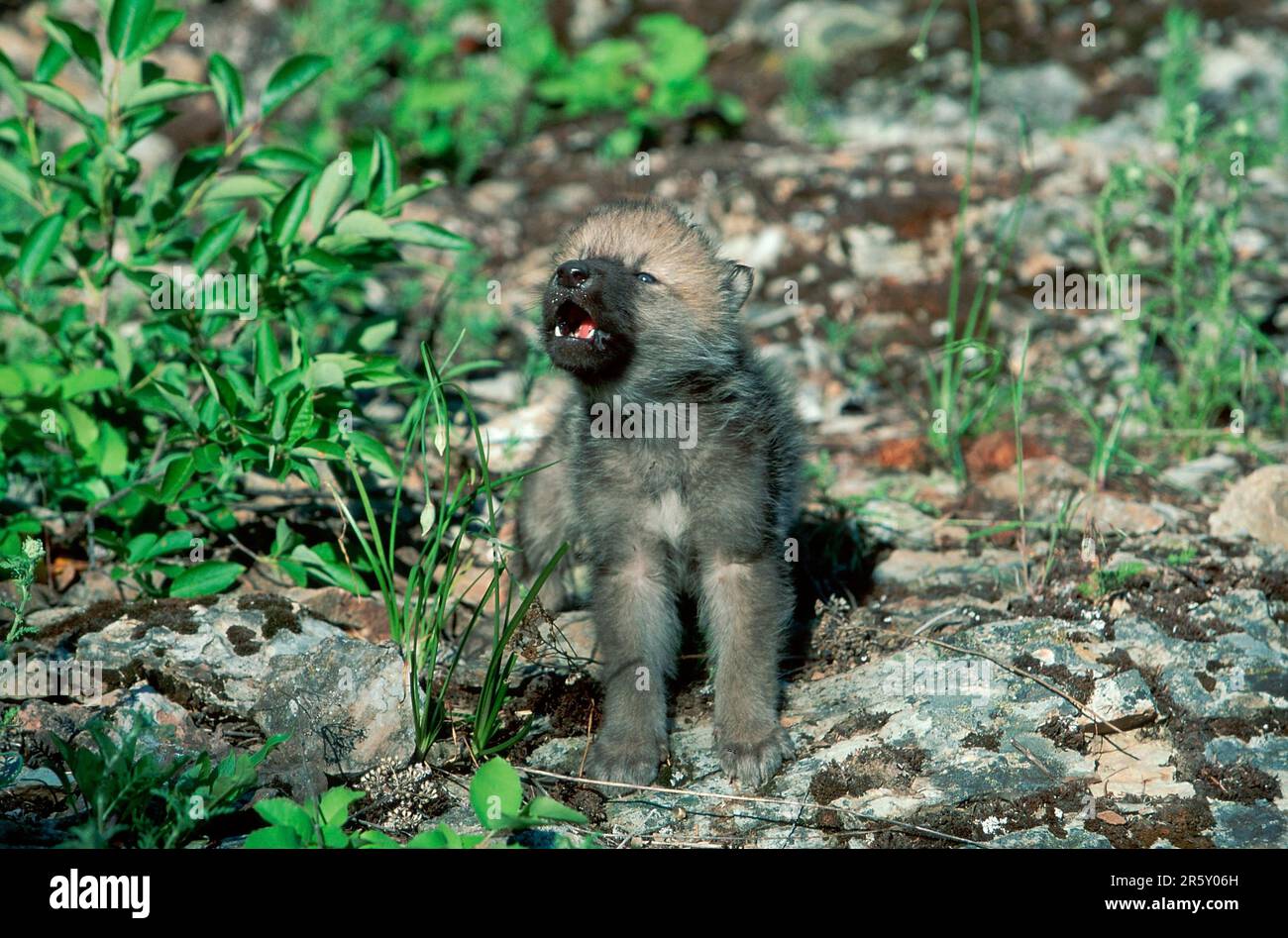Wolf cub, howling (Canis lupus Stock Photo - Alamy