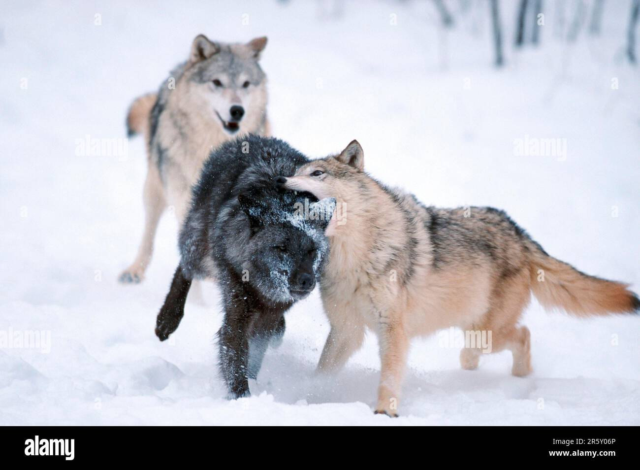 Wolf pack (Canis lupus Stock Photo - Alamy