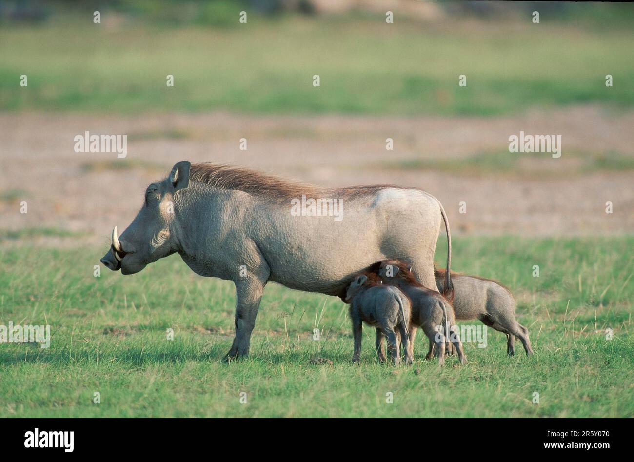 Warthog, female suckling young, desert warthog (Phacochoerus ...