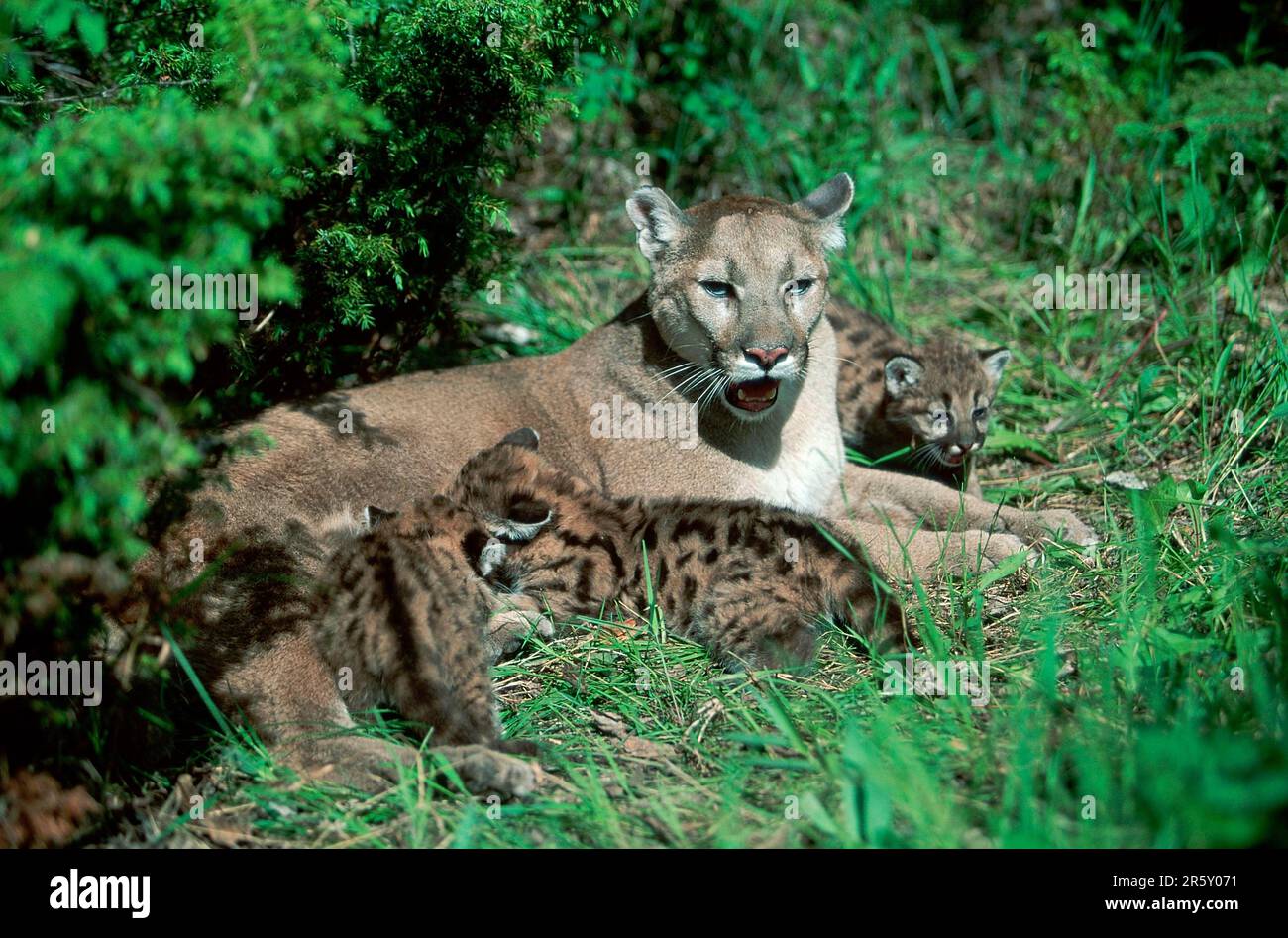 Cougar Cubs Hi Res Stock Photography And Images Alamy