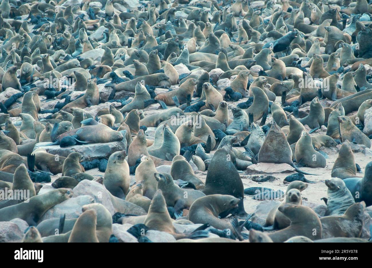 South African Fur Seal (Arctocephalus pusillus) colony, mammals ...