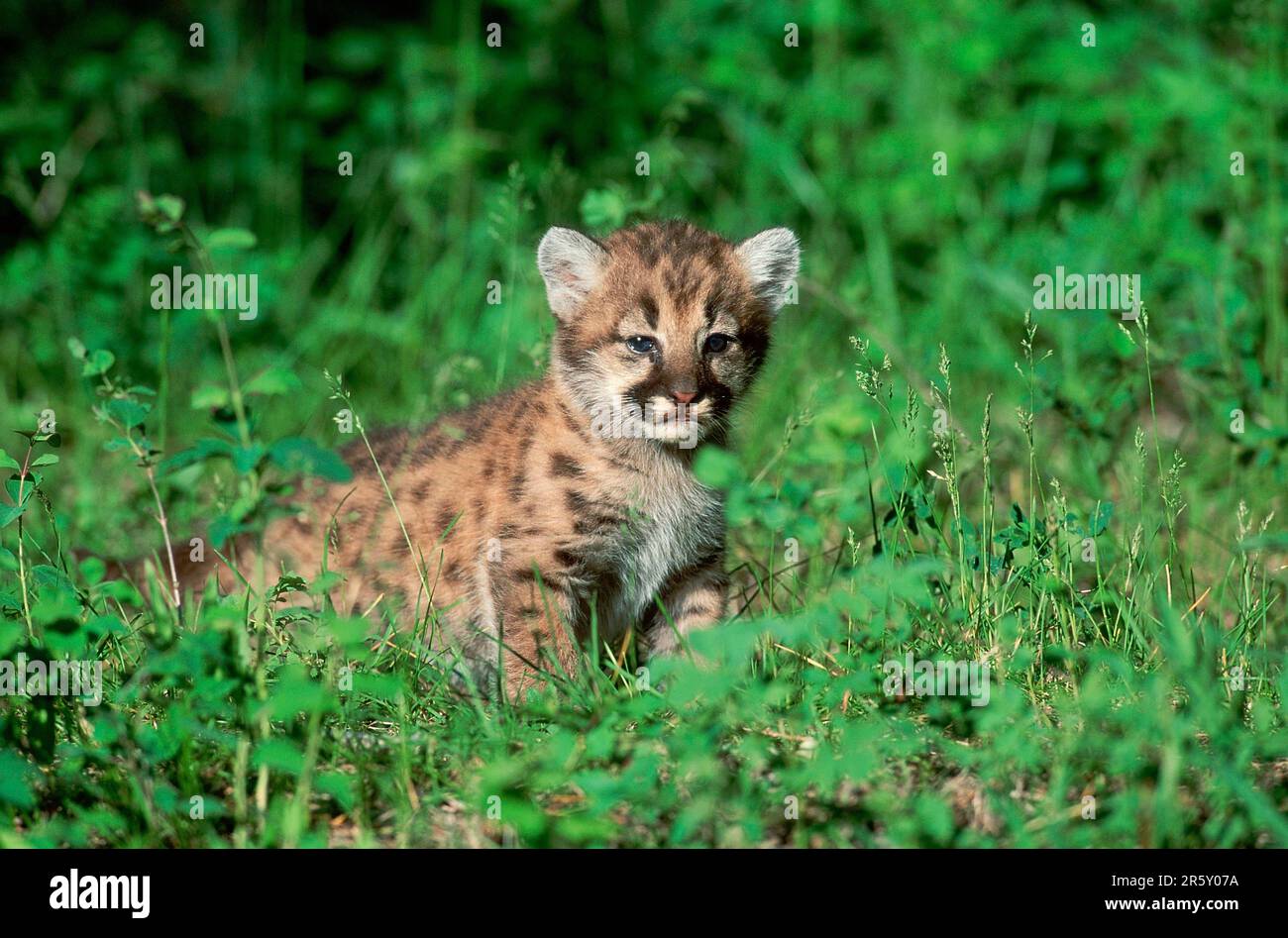 Puma puppy hi-res stock photography and images - Alamy
