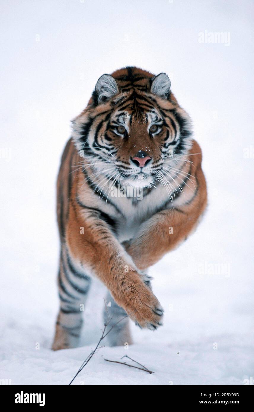 Tiger big car hi-res stock photography and images - Alamy