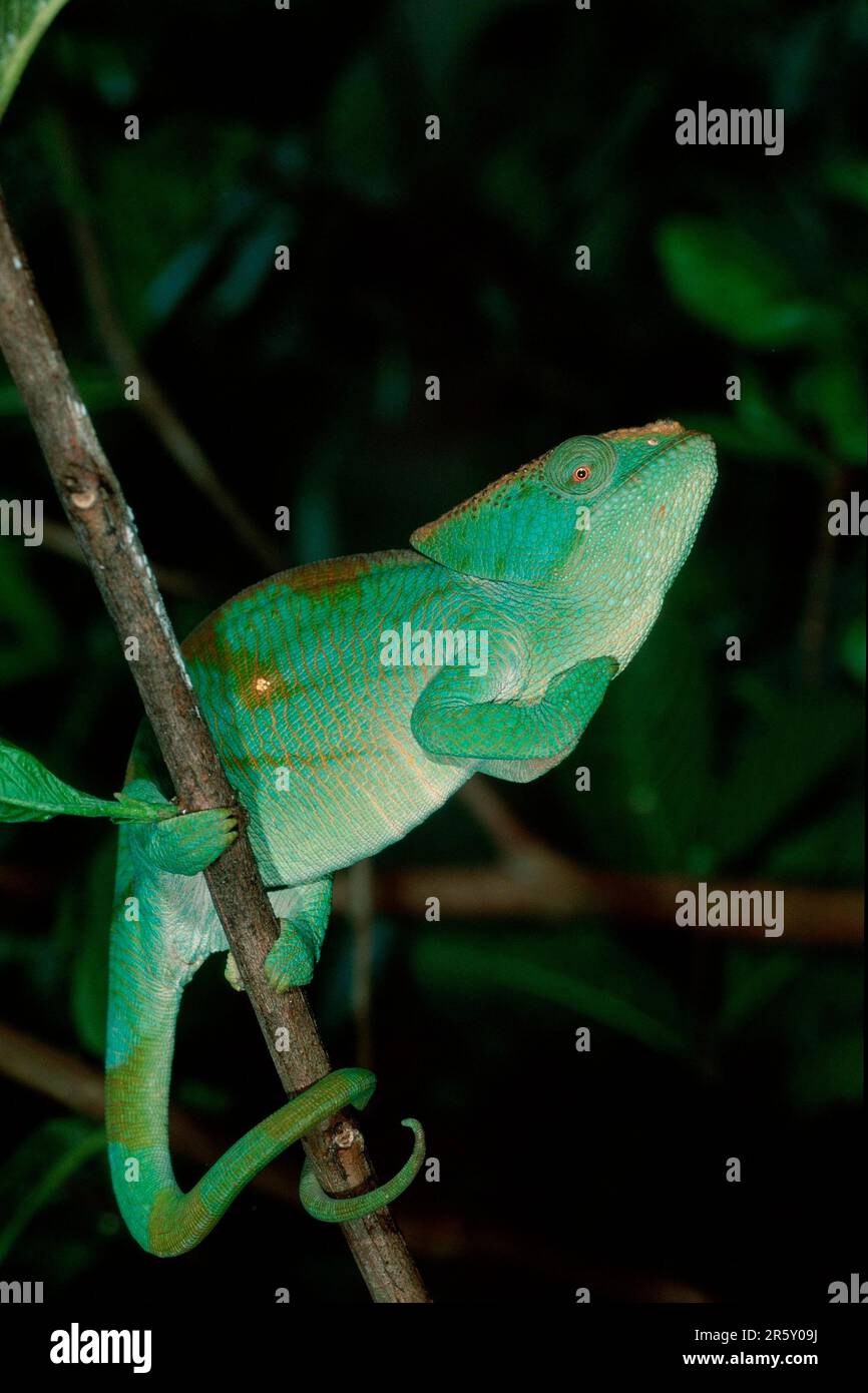 Parsons chameleon, female (Chamaleo parsonii), Madagascar Stock Photo ...