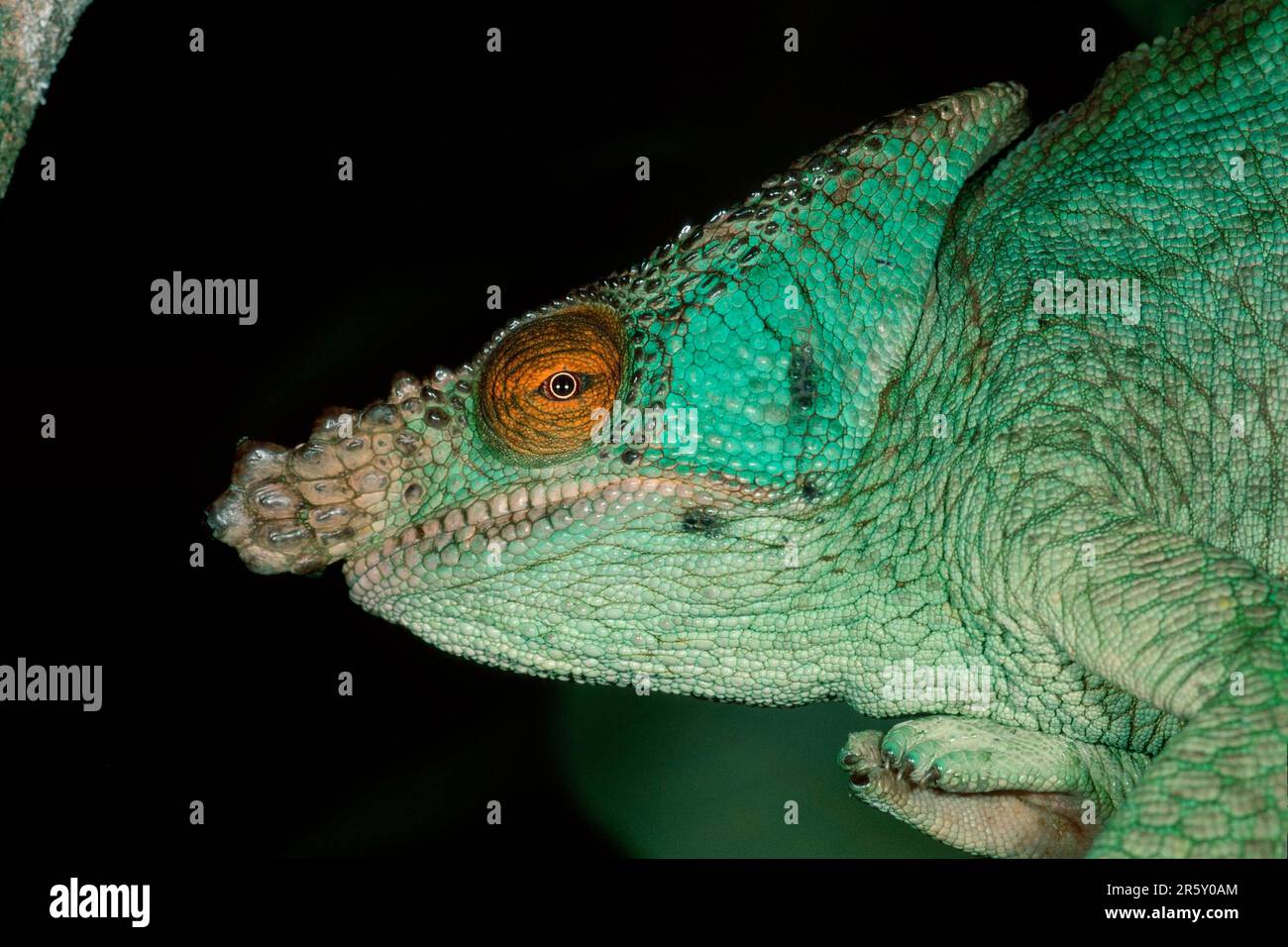 Parson's Chameleon, female, Madagascar (Chamaleo parsonii), side Stock ...