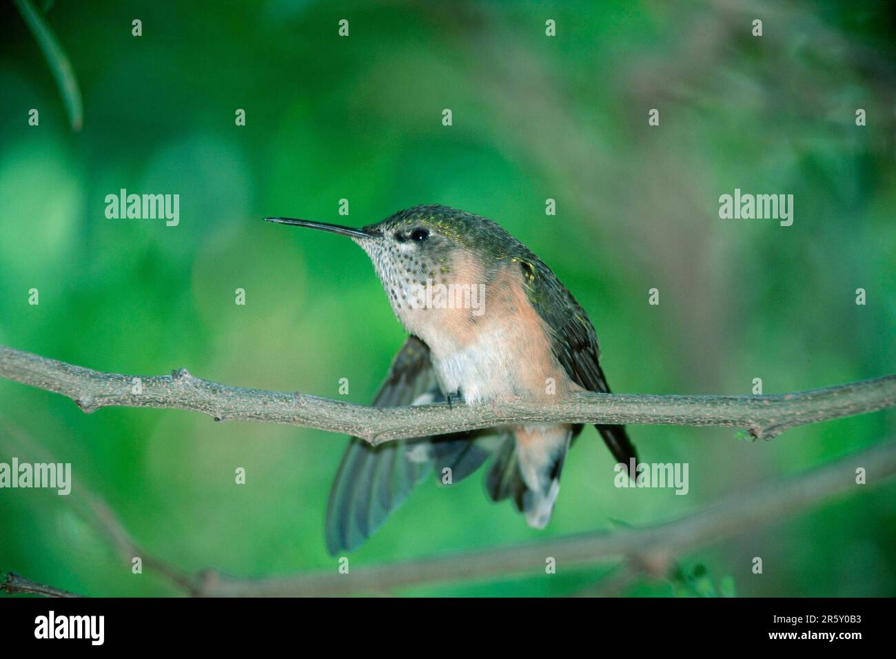 Desert hummingbird hi-res stock photography and images - Alamy