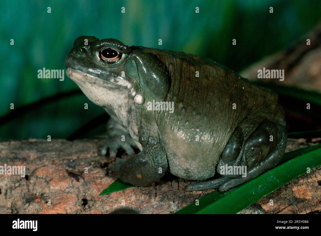 Sonoran Desert Toad, Arizona, USA (Bufo alvarius), side Stock Photo - Alamy