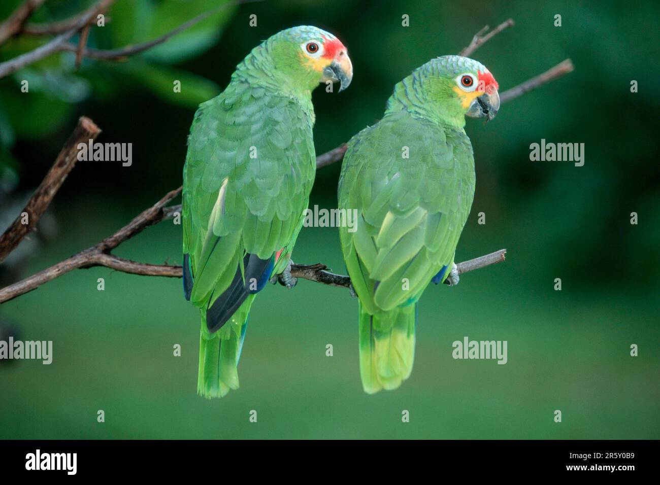 Red-lored Amazons, Honduras (Amazona autumnalis autumnalis Stock Photo ...