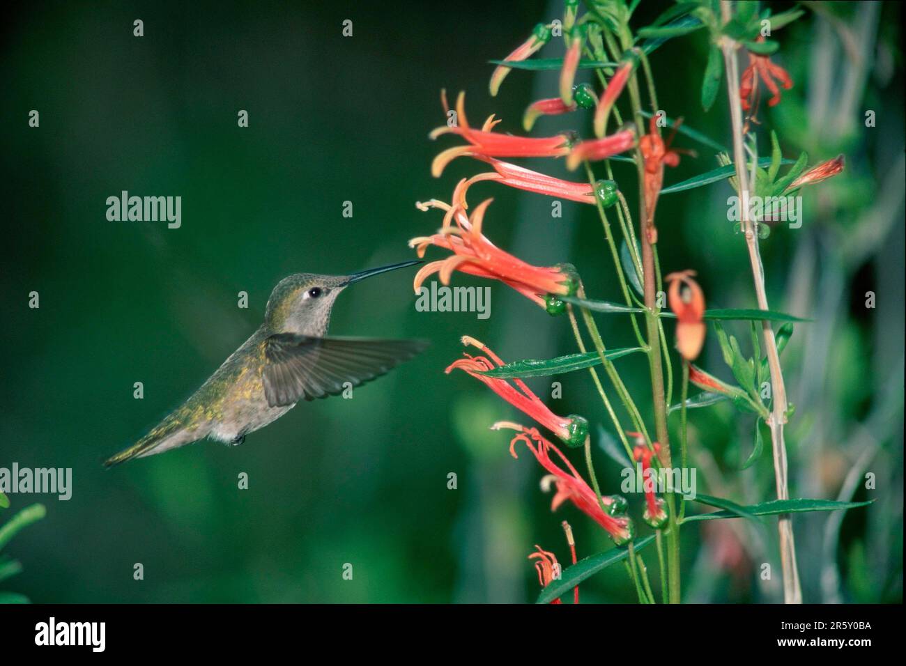 Desert hummingbird hi-res stock photography and images - Alamy