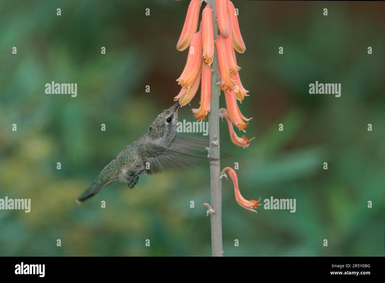 Anna's hummingbird (Calypte anna), young male, Sonora Desert, Arizona ...