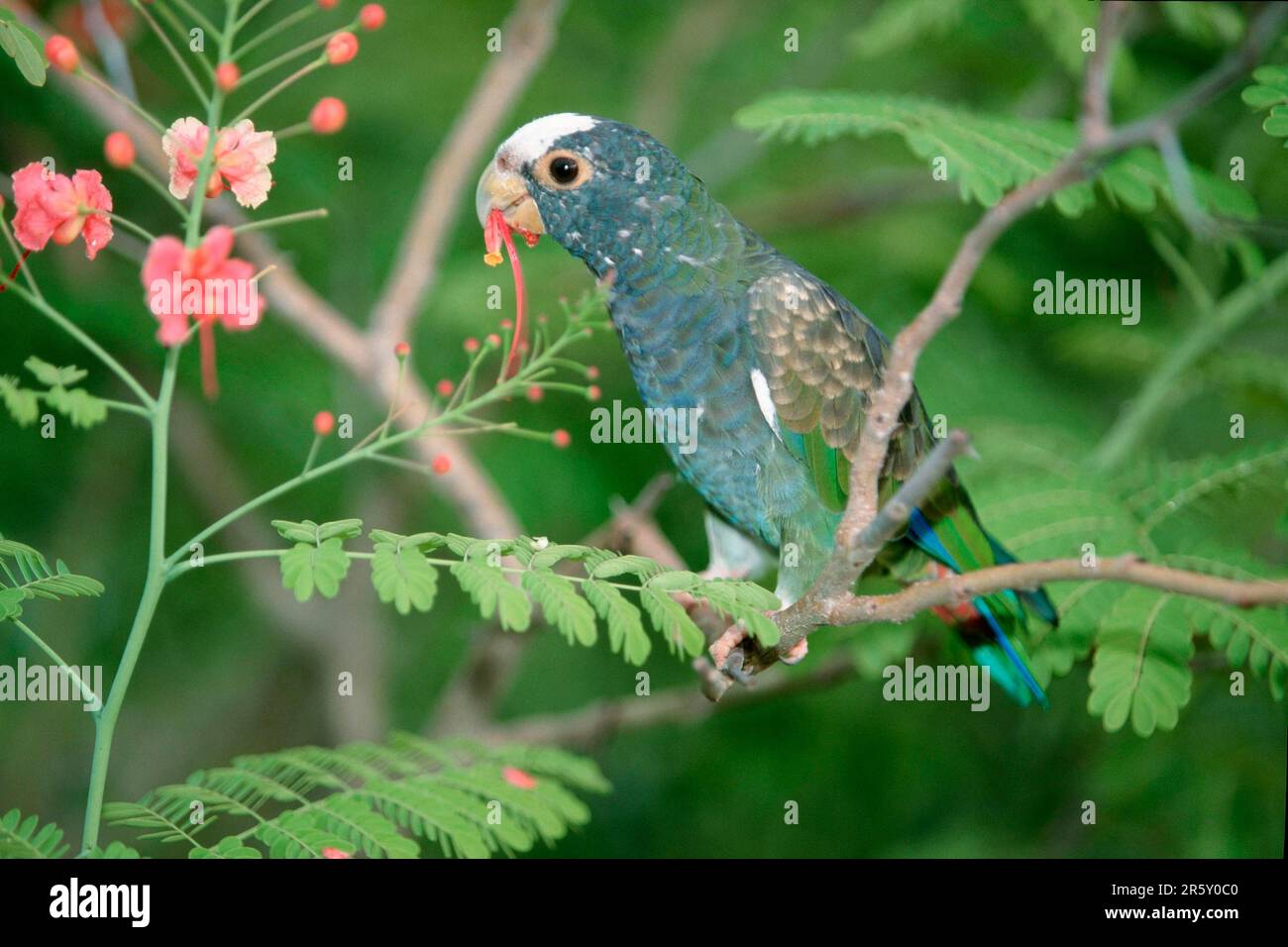 White-crowned Pionus, White-headed Parrot, White-capped, south america ...