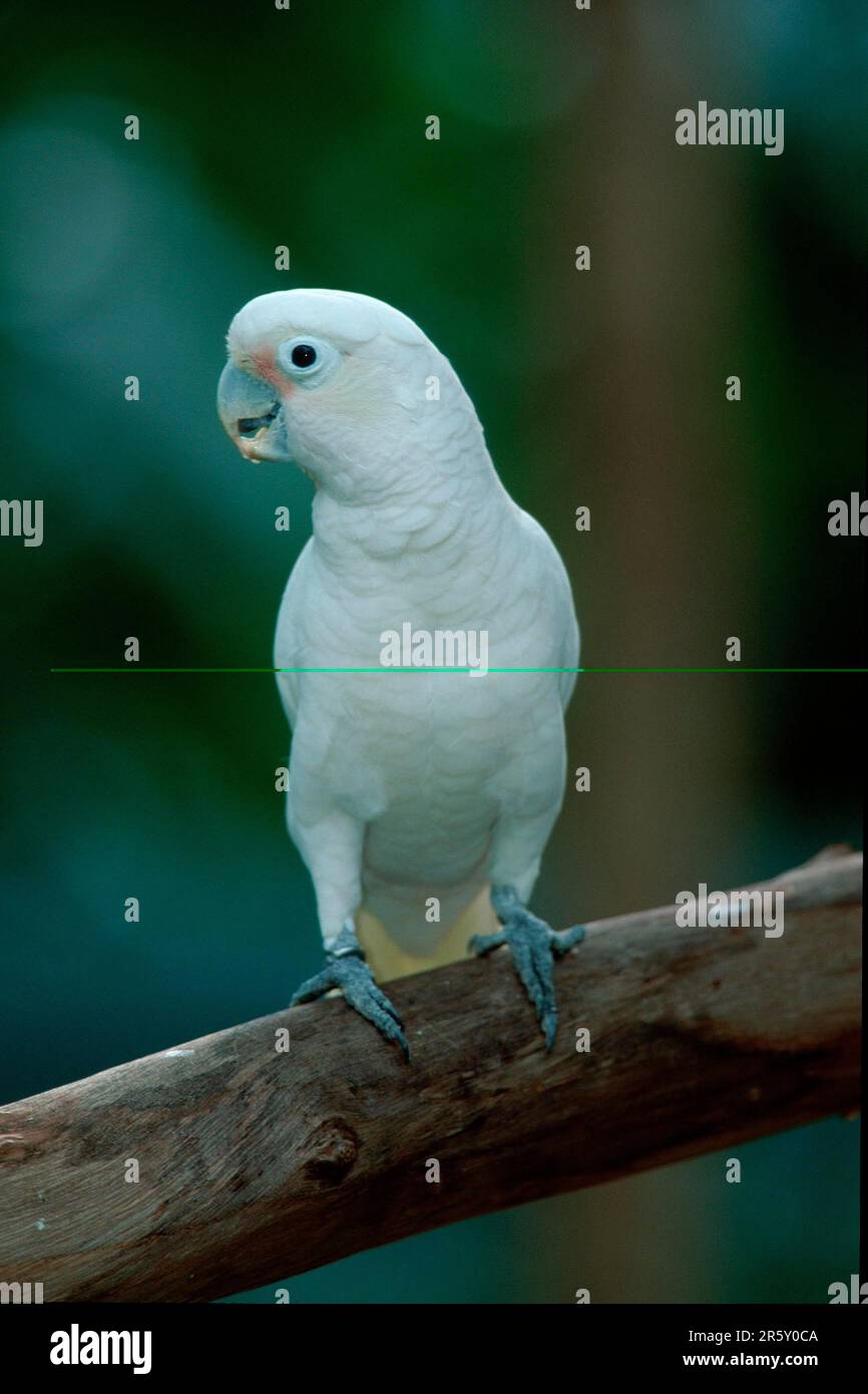 Goffin's Cockatoo (Cacatua goffini Stock Photo - Alamy