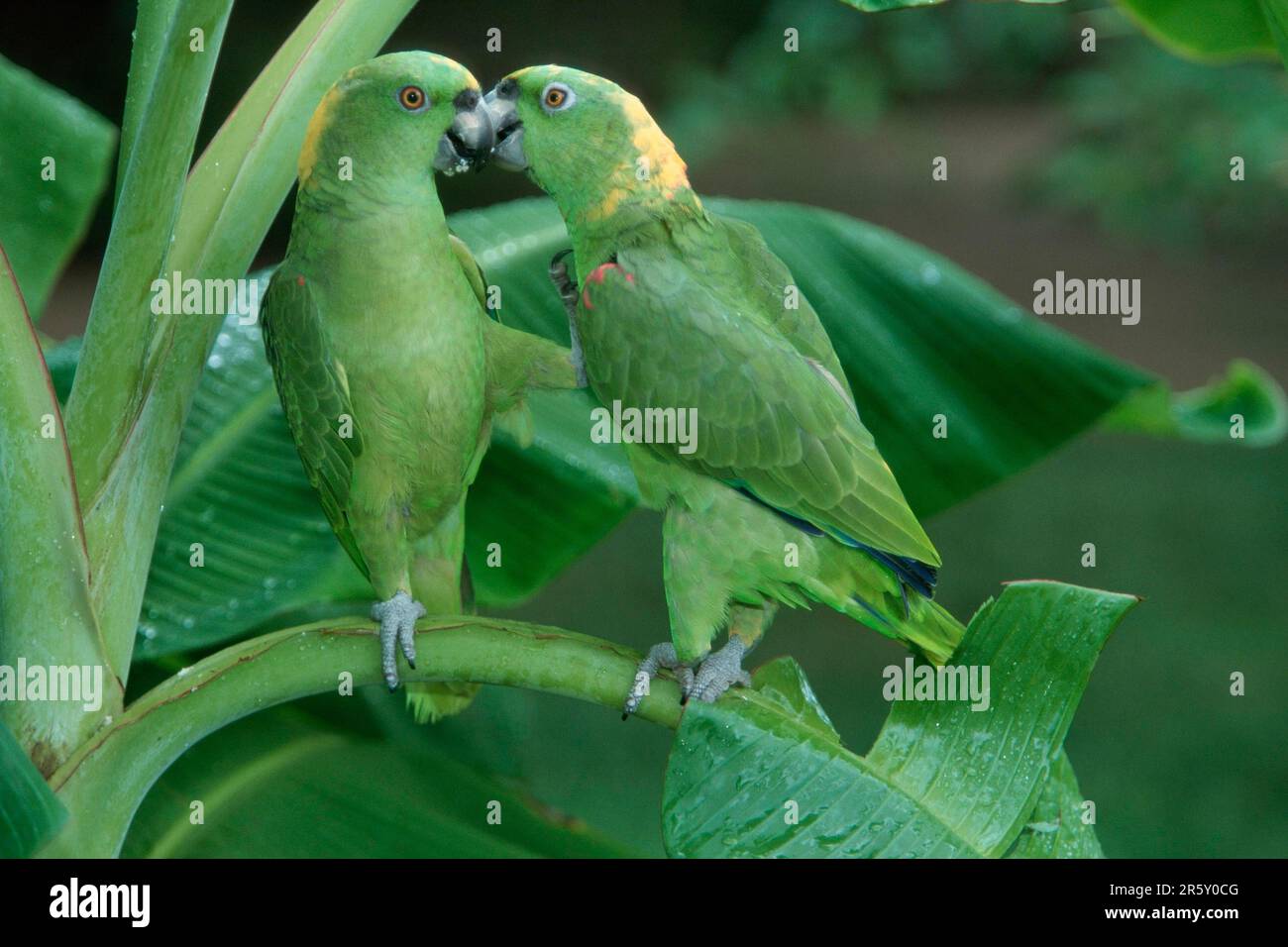 Yellow-naped Amazons, pair, Honduras (Amazona ochrocephala auropalliata ...