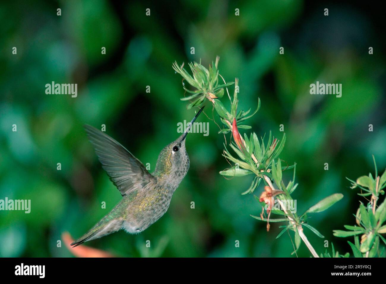 Anna hummingbird calypte anna arizona hi-res stock photography and ...
