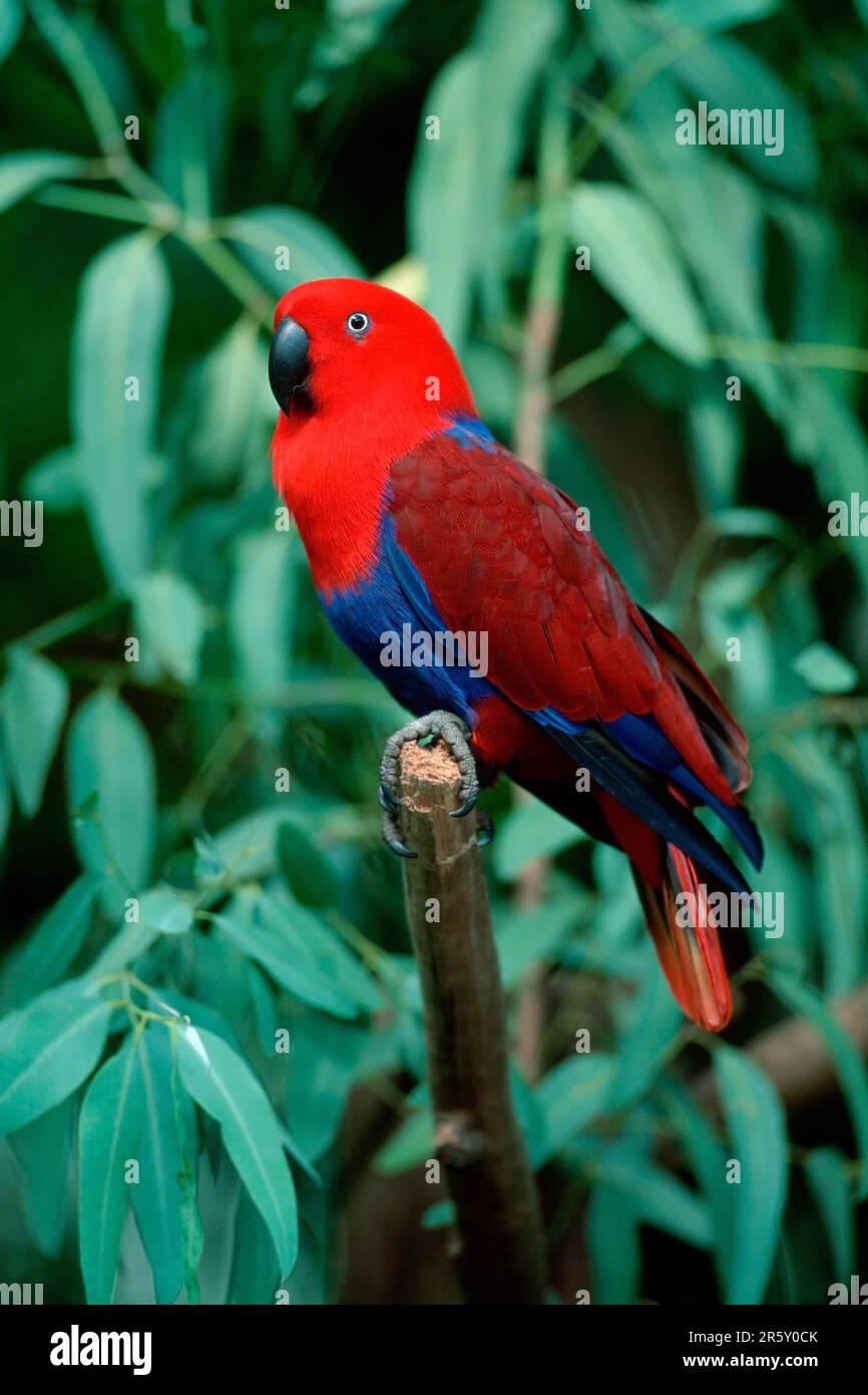 Red-sided Eclectus Parrot (Eclectus roratus polychloros), female, side ...