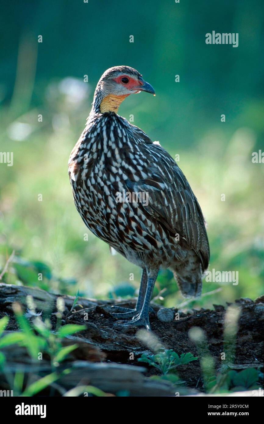 Yellow-necked Spurfowl (Francolinus leucoscepus), Samburu Game Reserve ...