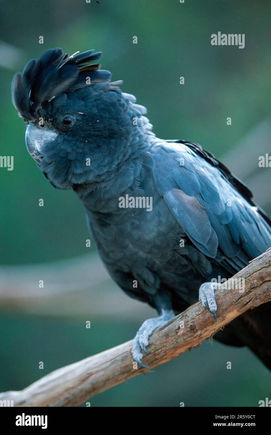 Red-tailed Black Cockatoo, male (Calyptorhynchos banksi), side Stock ...