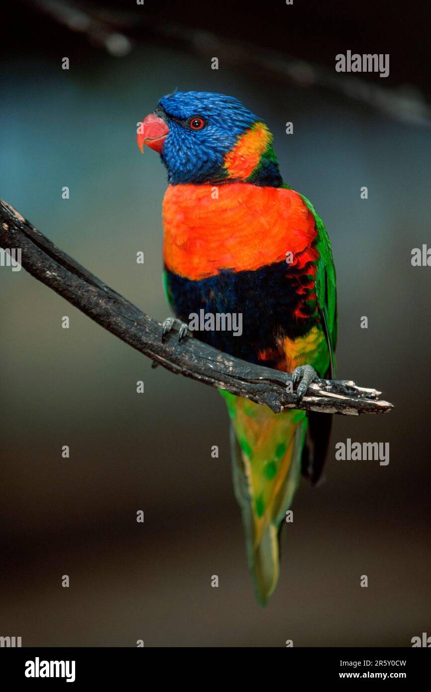 Red-collared Lorikeet (Trichoglossus rubritorquis Stock Photo - Alamy